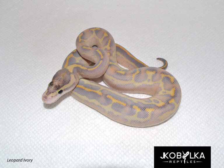 Leo_Ivory – Kinova Reptiles