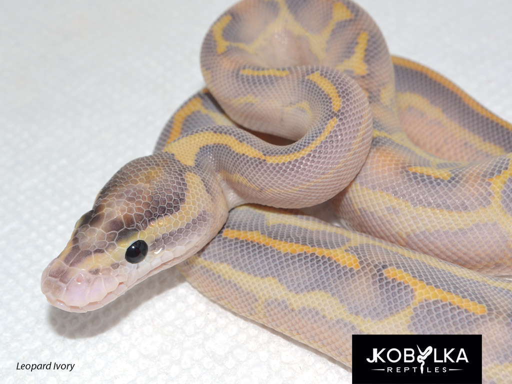 Leopard + Ivory = Magic! | KINOVA