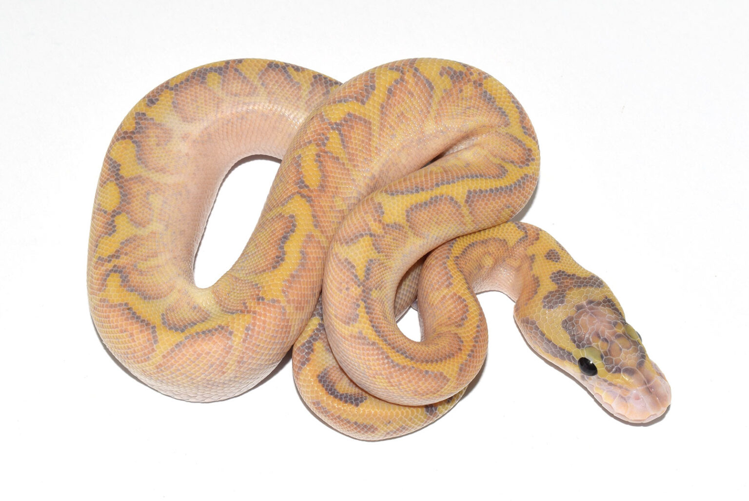 Buyer’s Guide: Dreamsicle Project – Kinova Reptiles