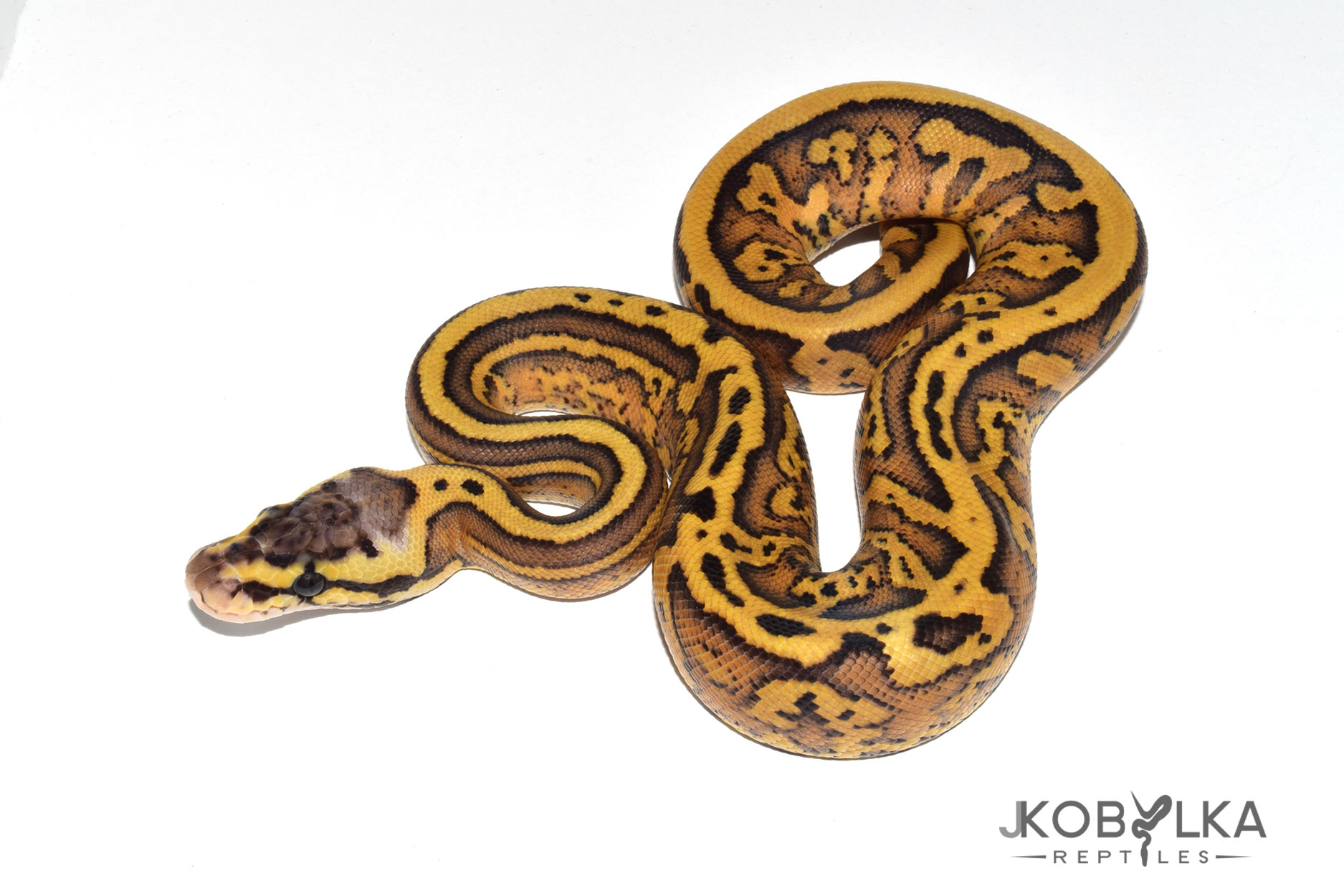 Ball Python's Next Generation | KINOVA