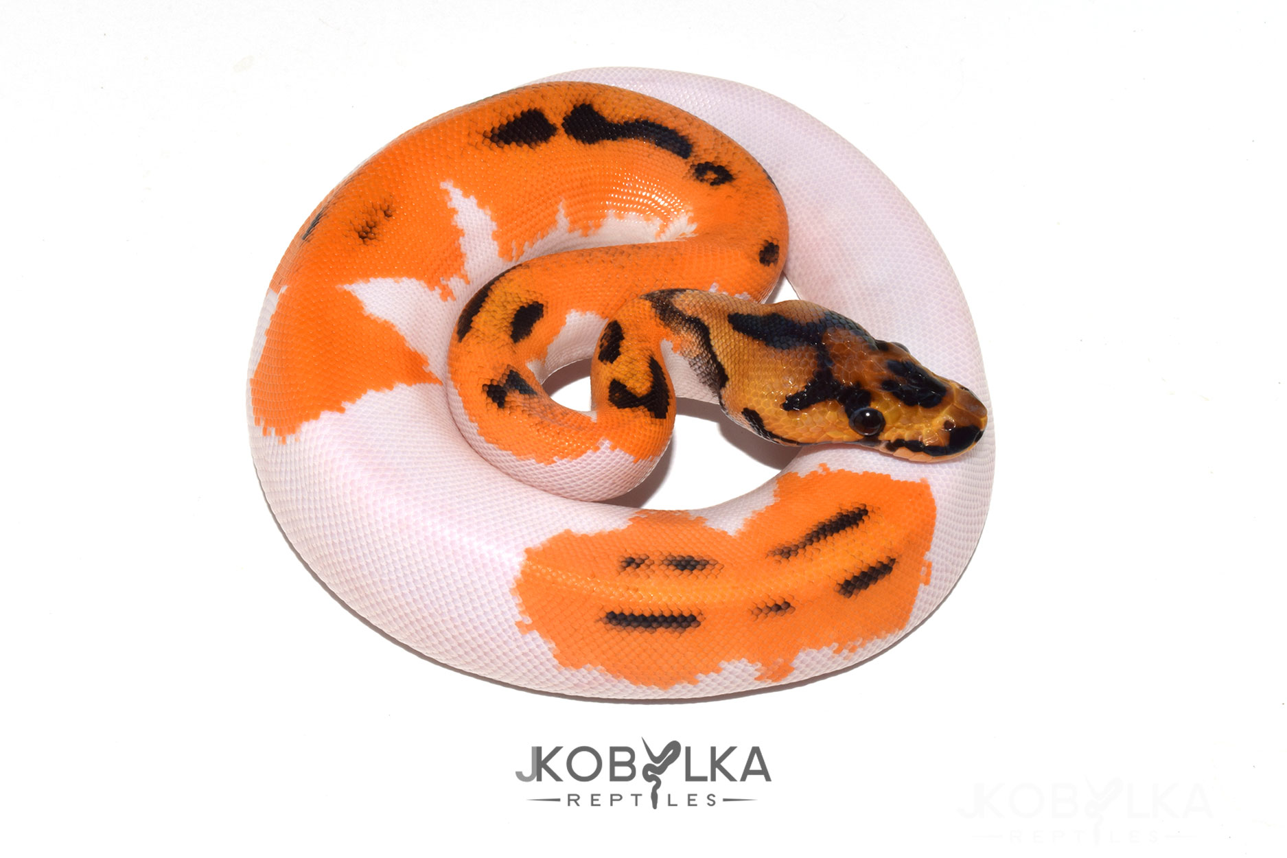 Ball Pythons’ Next Generation – Kinova Reptiles