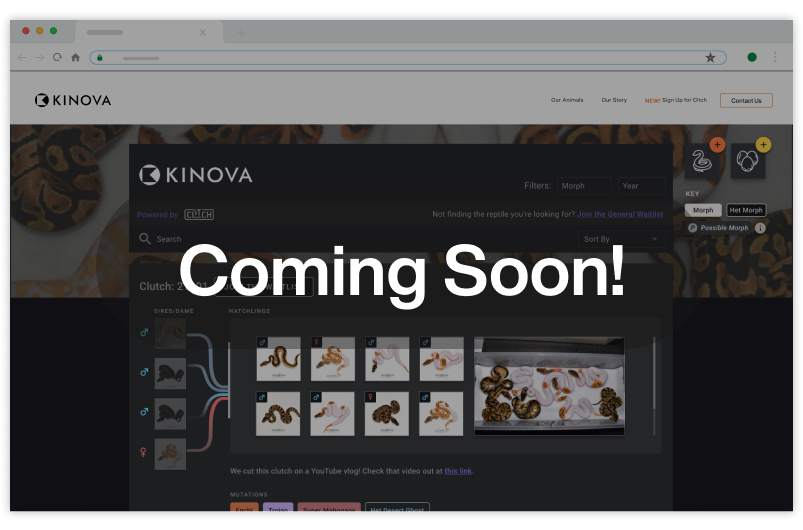 Kinova Reptiles – The world's leading ball python designer.