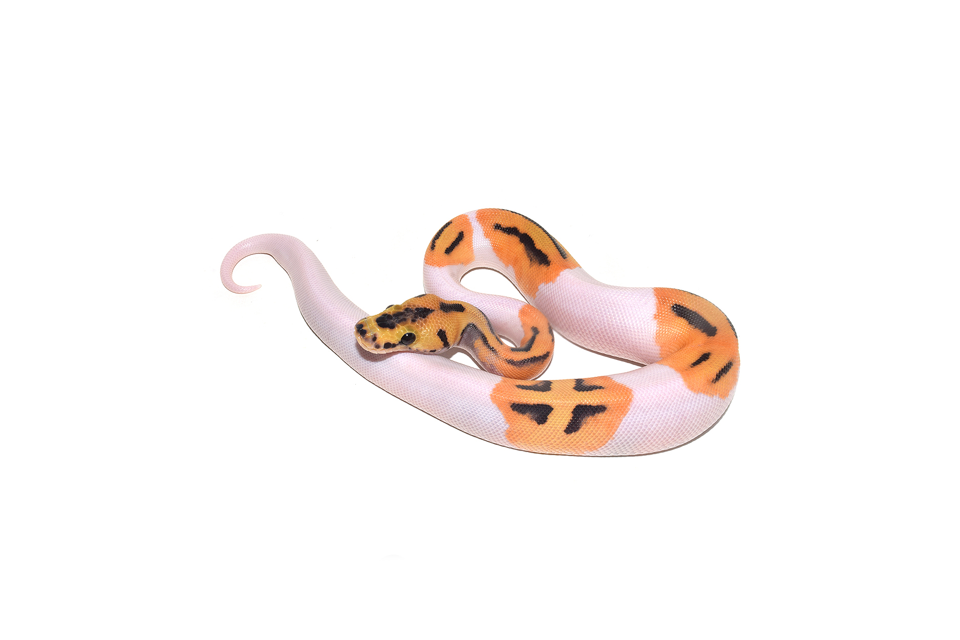Kinova Reptiles – The world's leading ball python designer.