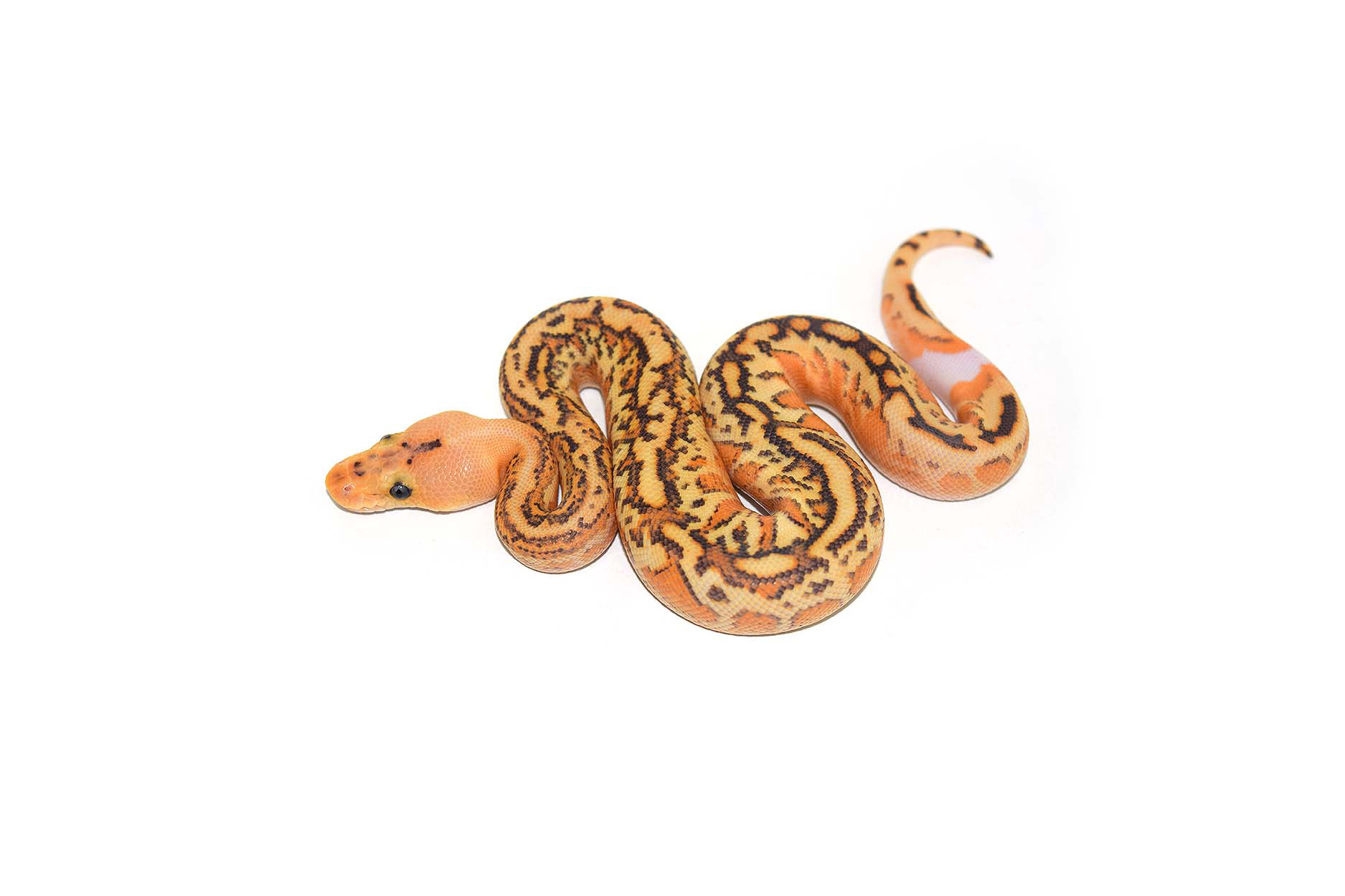 Kinova Reptiles – The world's leading ball python designer.