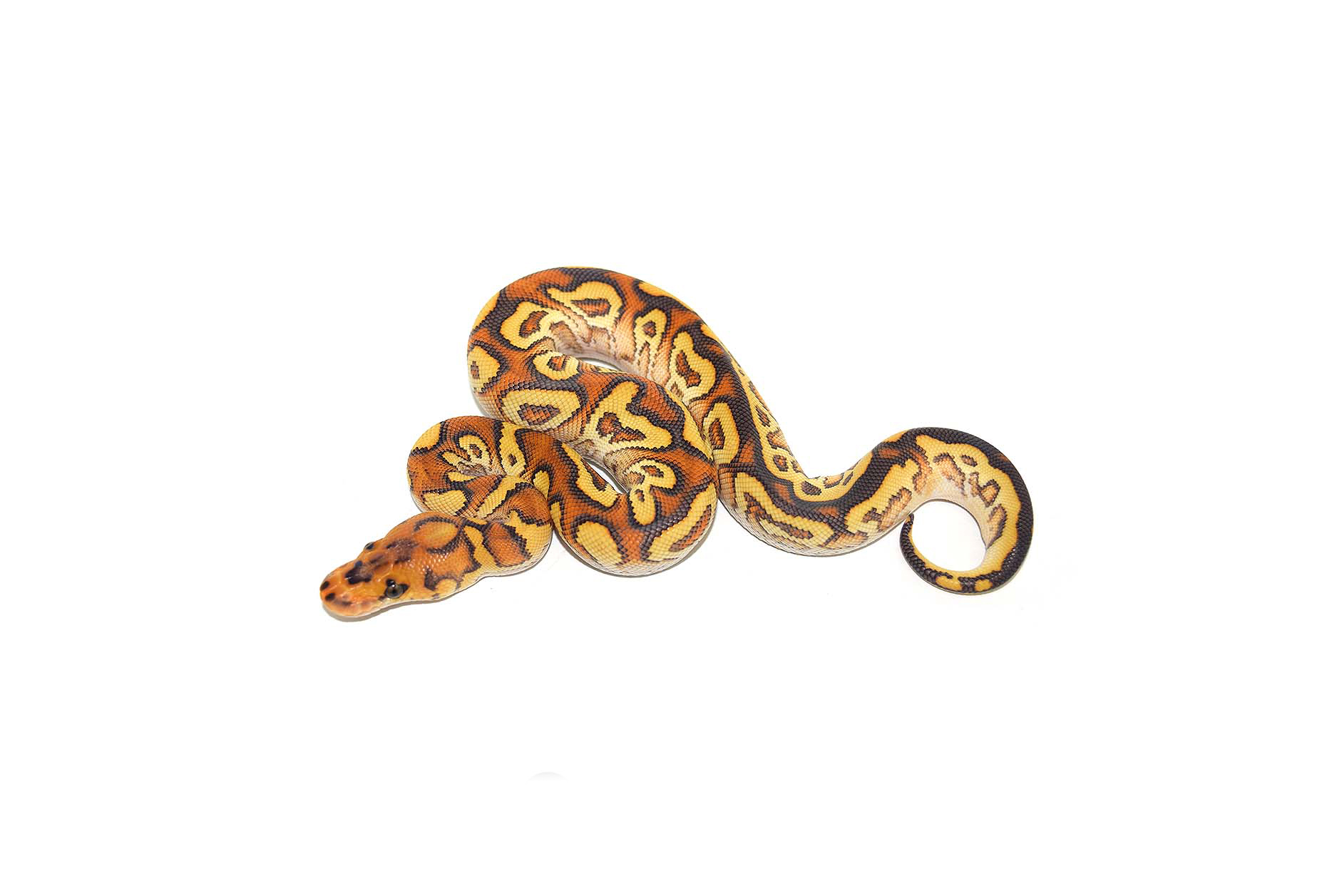 Kinova Reptiles – The world's leading ball python designer.