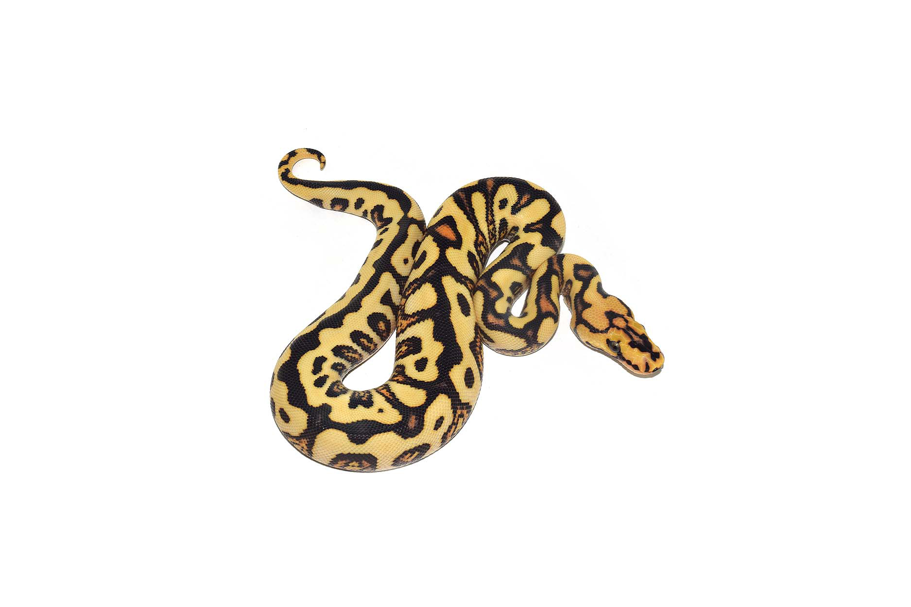 Kinova Reptiles – The world's leading ball python designer.