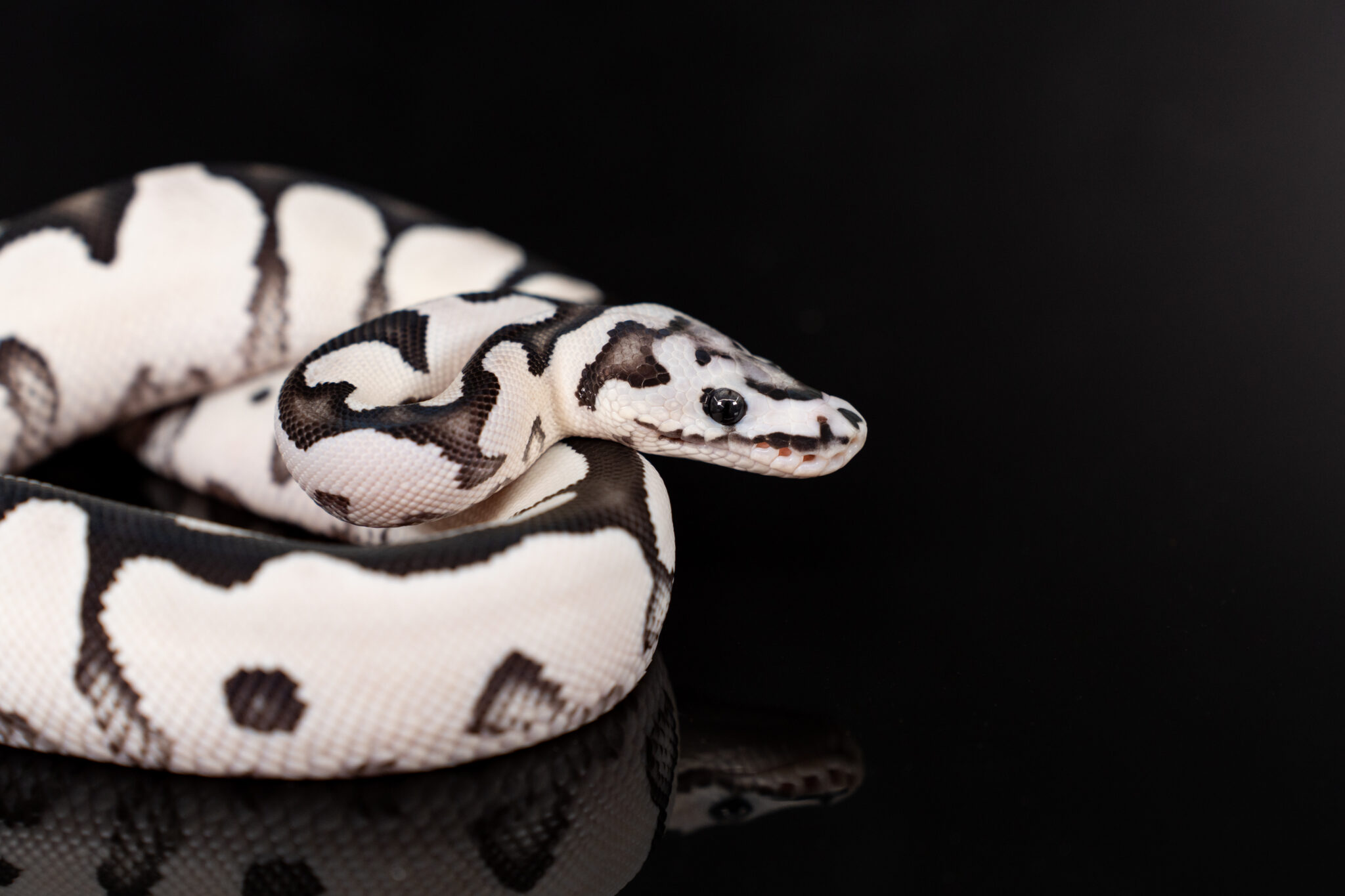 Kinova Reptiles – The world's leading ball python designer.
