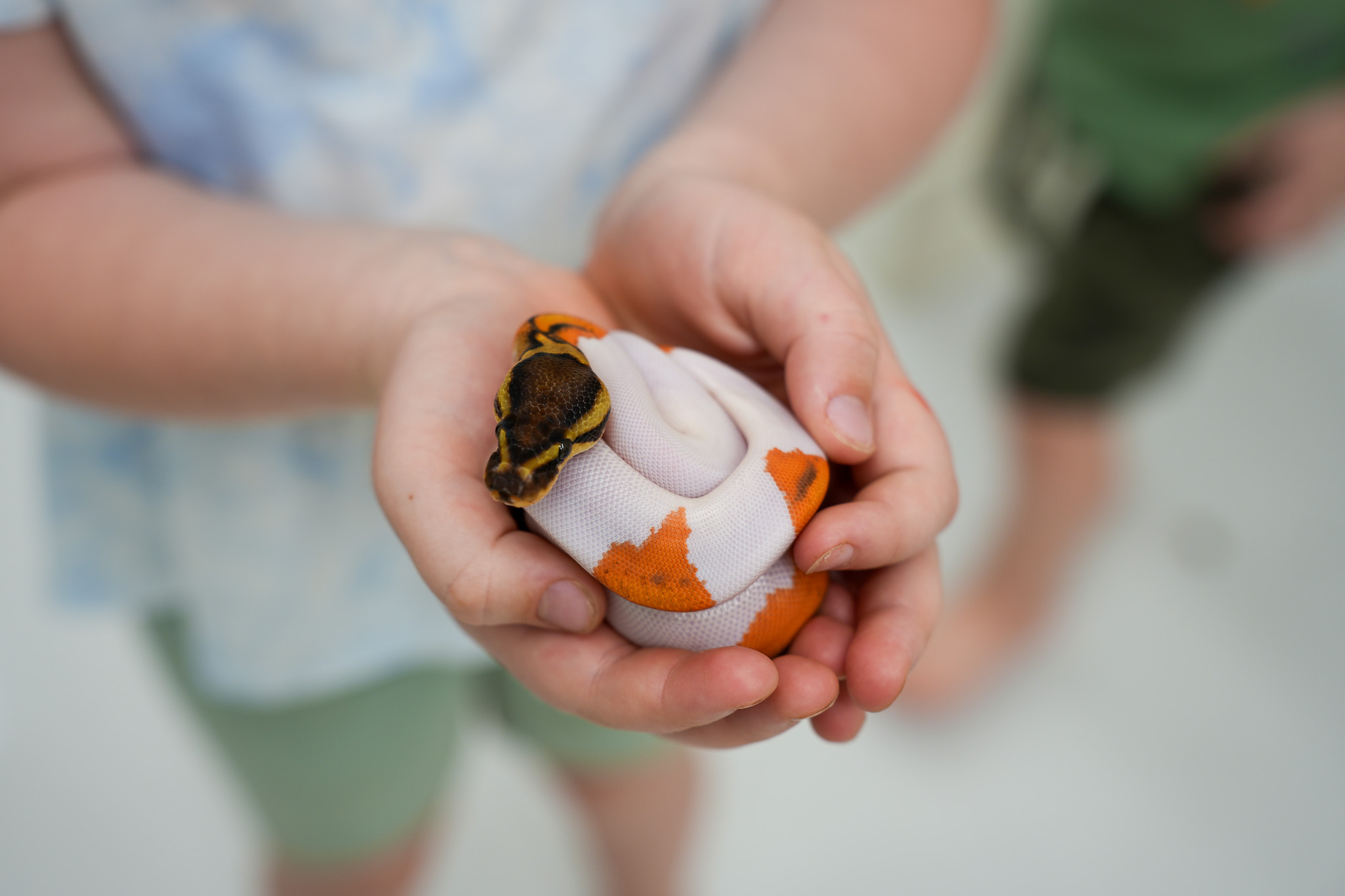 Pet Success Program – Kinova Reptiles