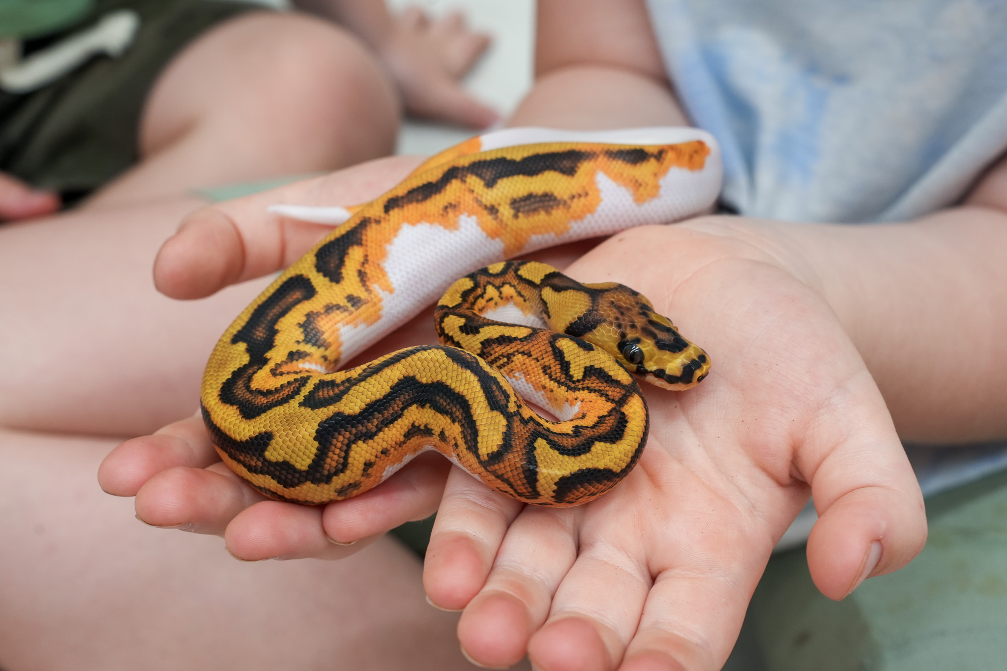 Pet Success Program – Kinova Reptiles