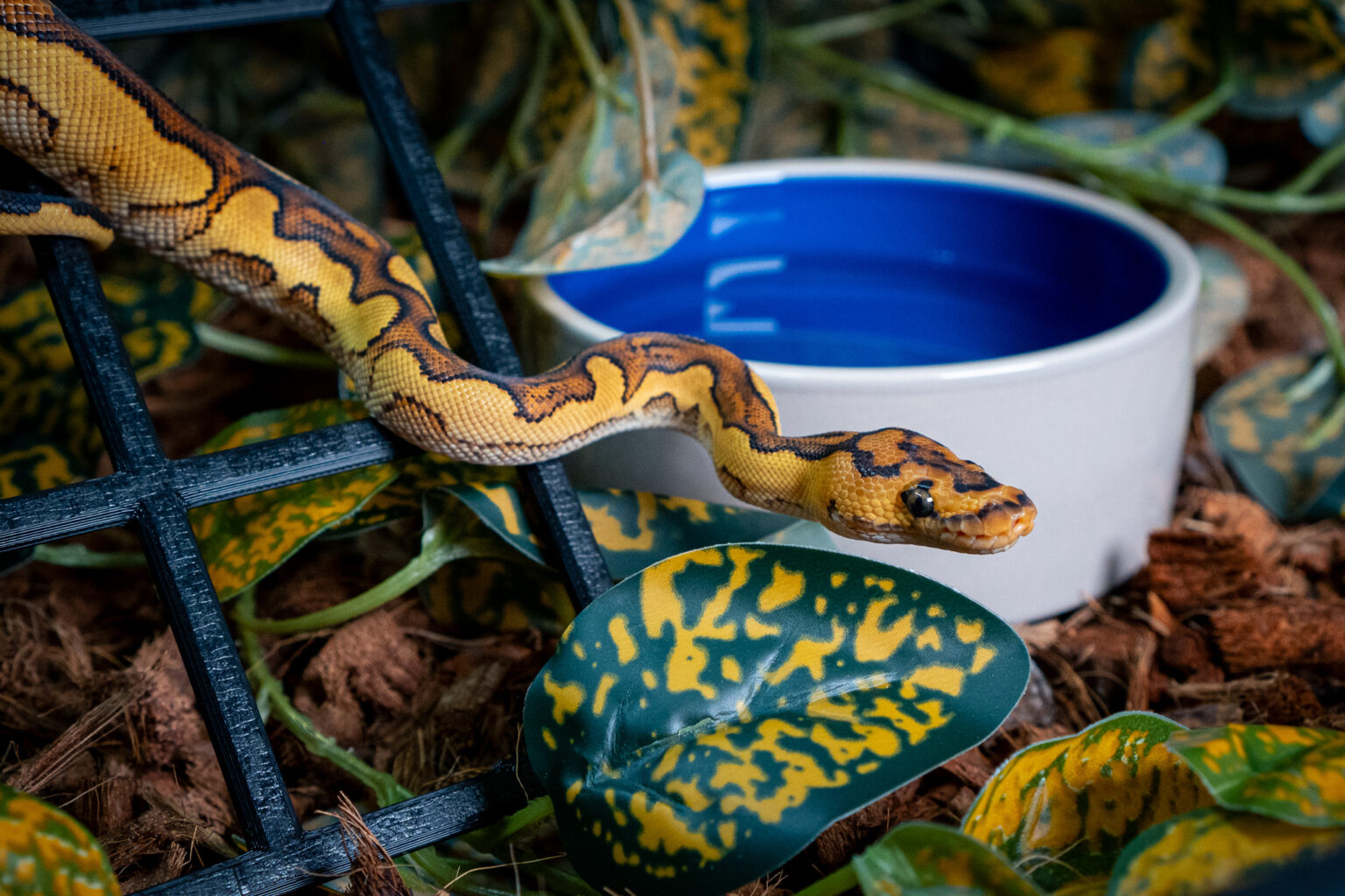 Pet Success Program – Kinova Reptiles